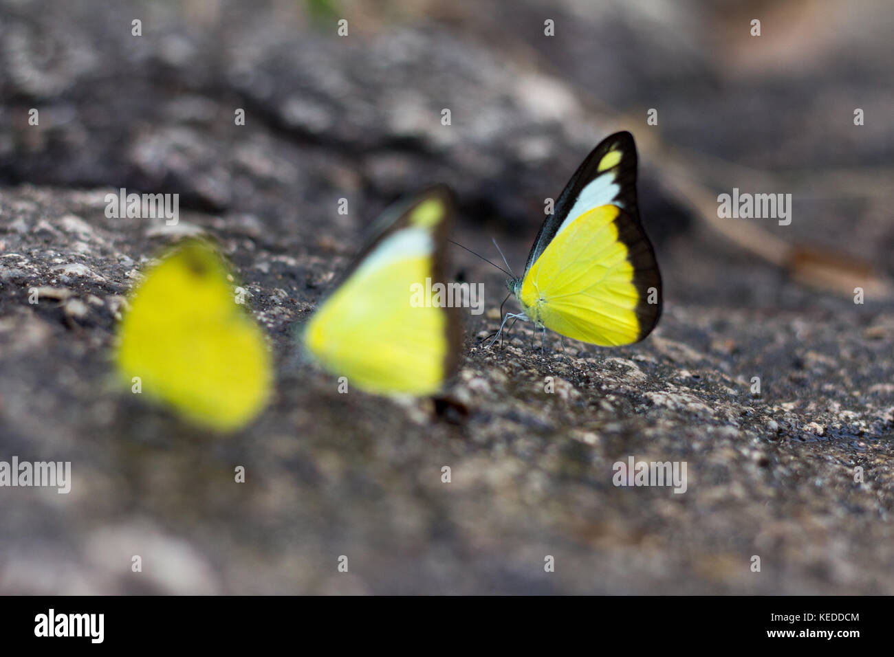 beautiful yellow butterfly with blur butterflies Stock Photo - Alamy