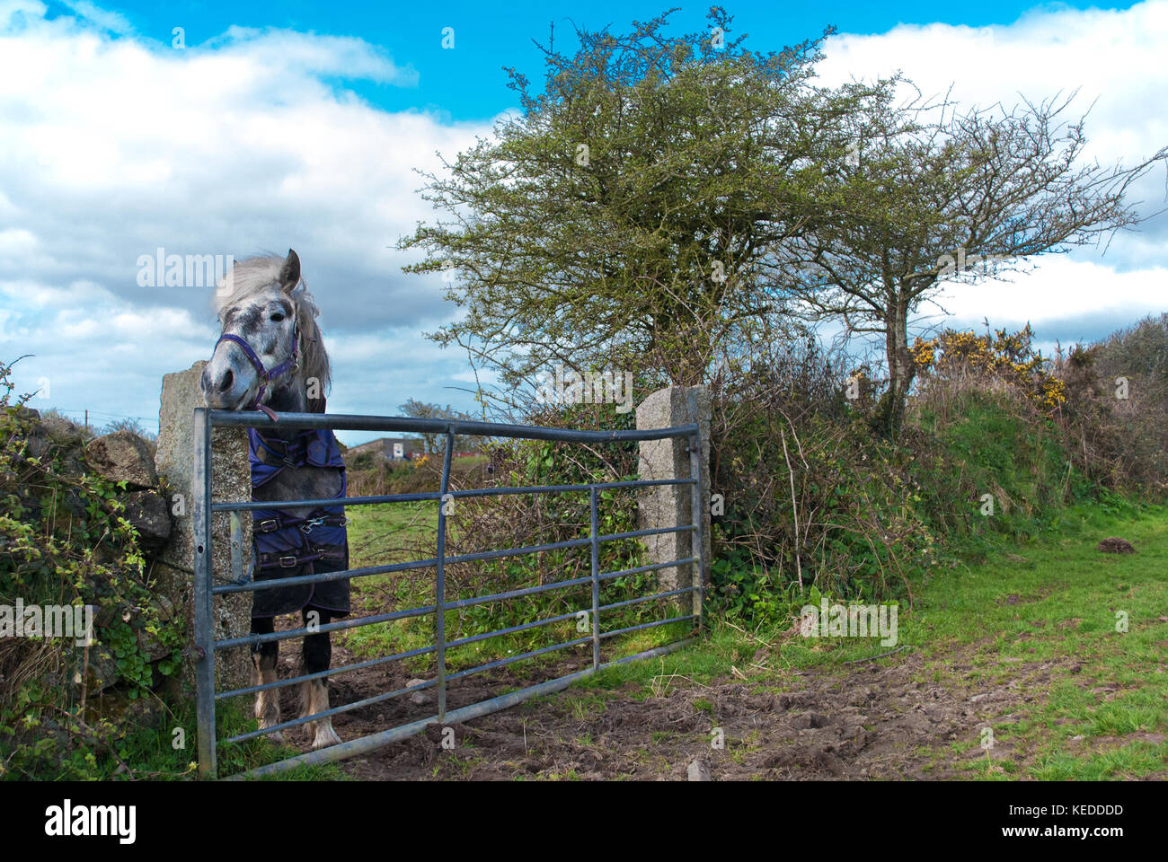 A cute adorable little pony standing behind a gate wearing a jacket ...