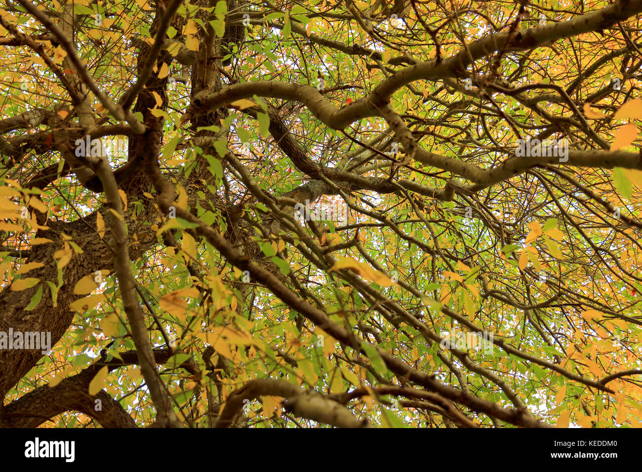Tangled branches hi-res stock photography and images - Alamy