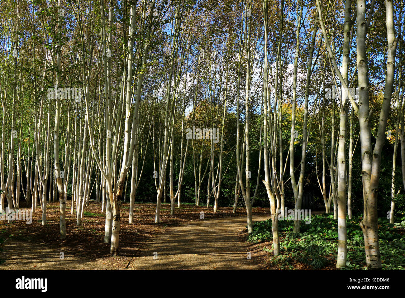 Grove silver birch hi-res stock photography and images - Alamy