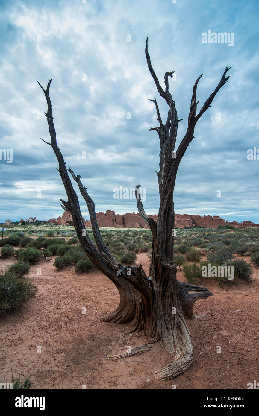 Dead tree in the Arches National Park, Utah, USA Stock Photo - Alamy