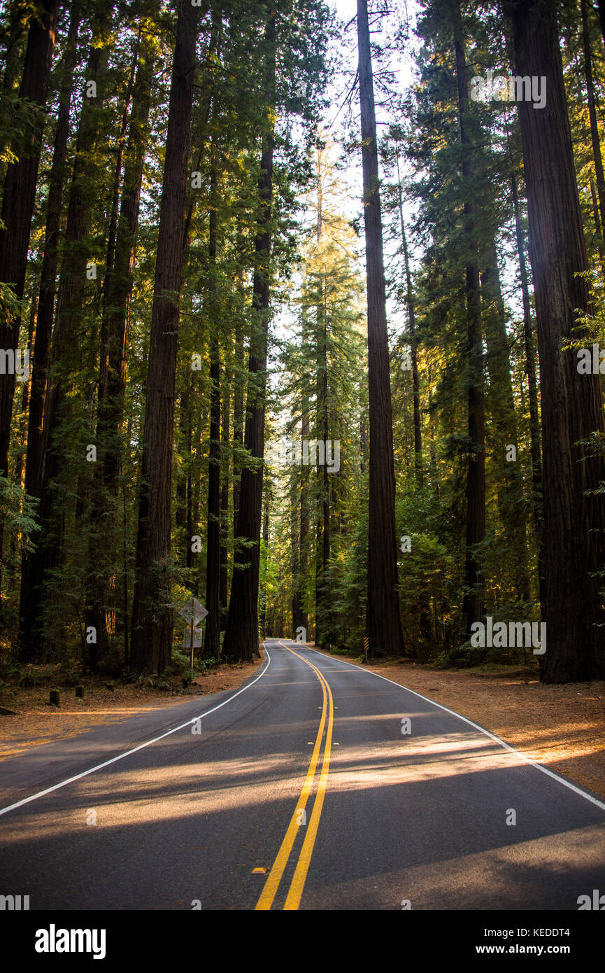 Road leading through the Avenue of the Giants, giant Redwood trees ...