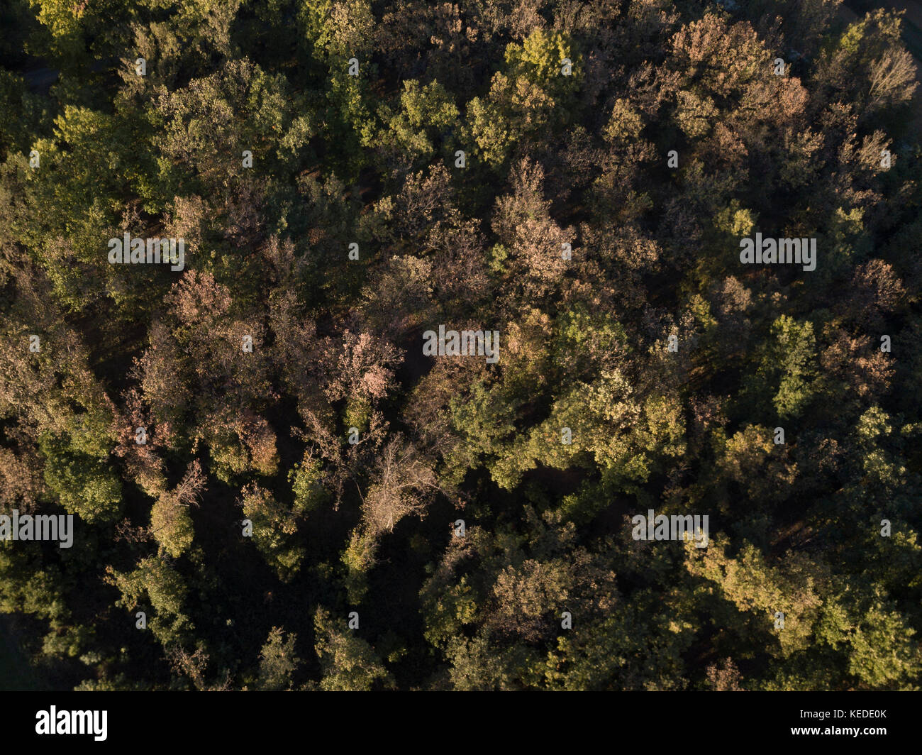 Aerial view of the Italian wild forest at sunset. Autumn season Stock ...