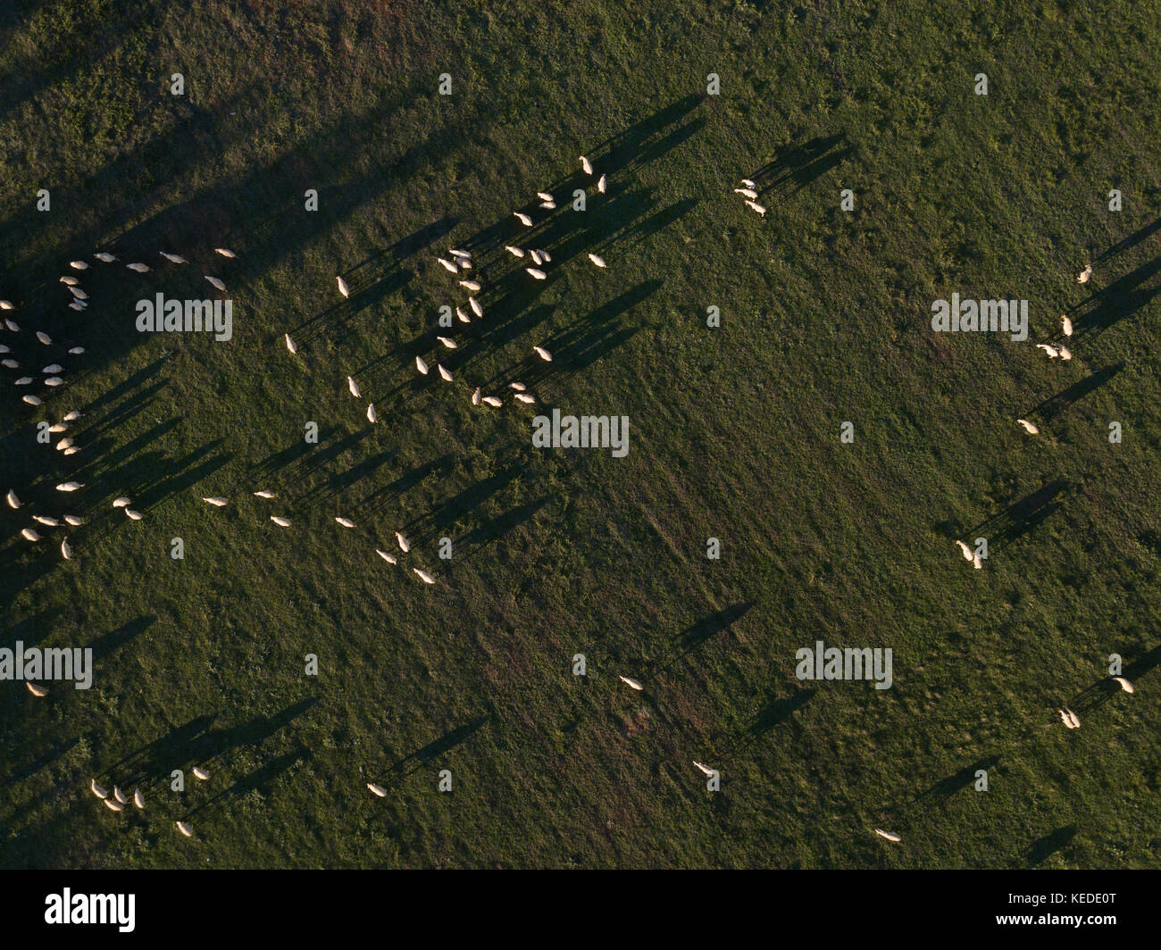 Aerial view sheep hi-res stock photography and images - Alamy