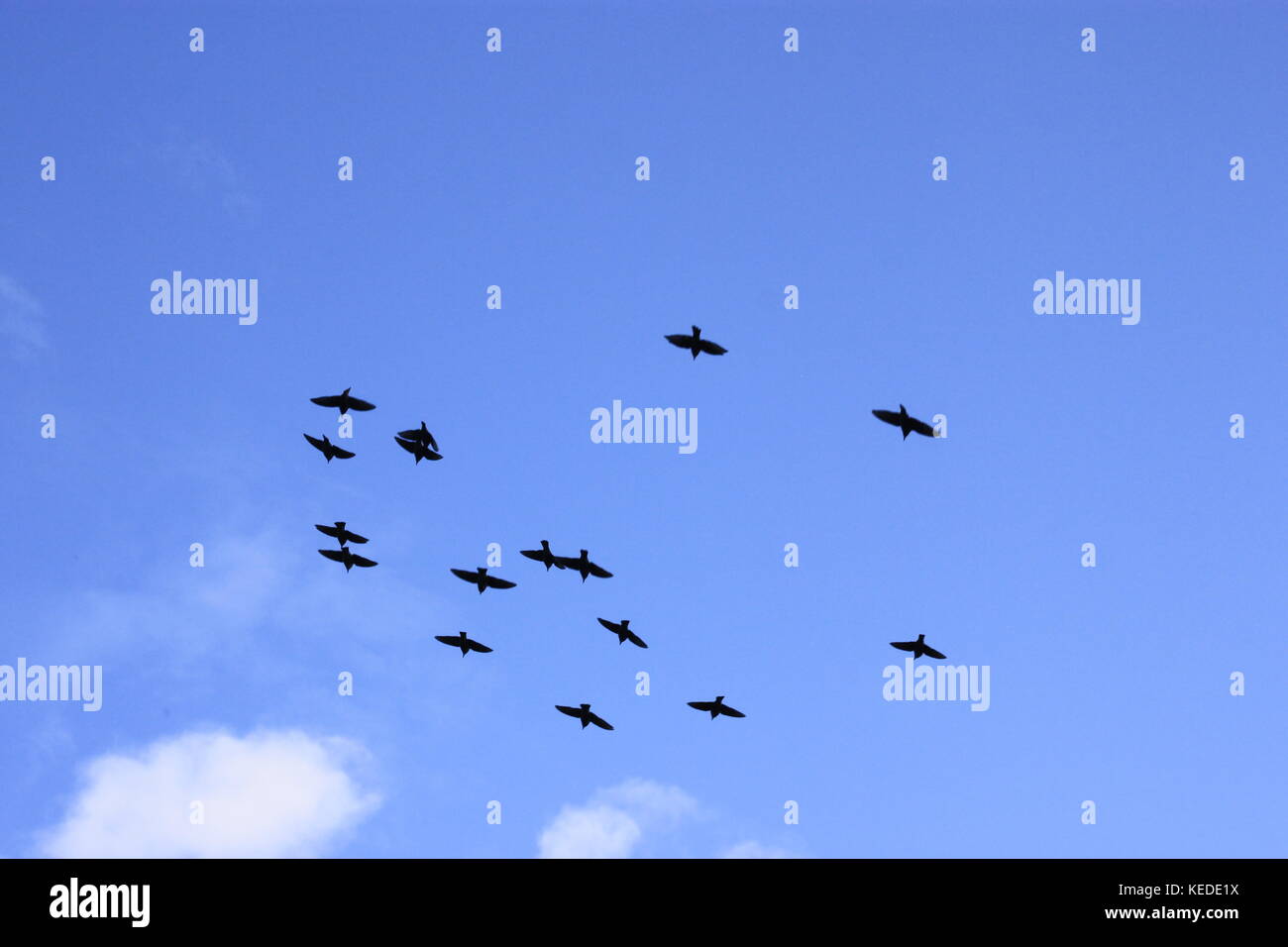 Silhouettes of birds flying overhead against a blue sky wit small white ...