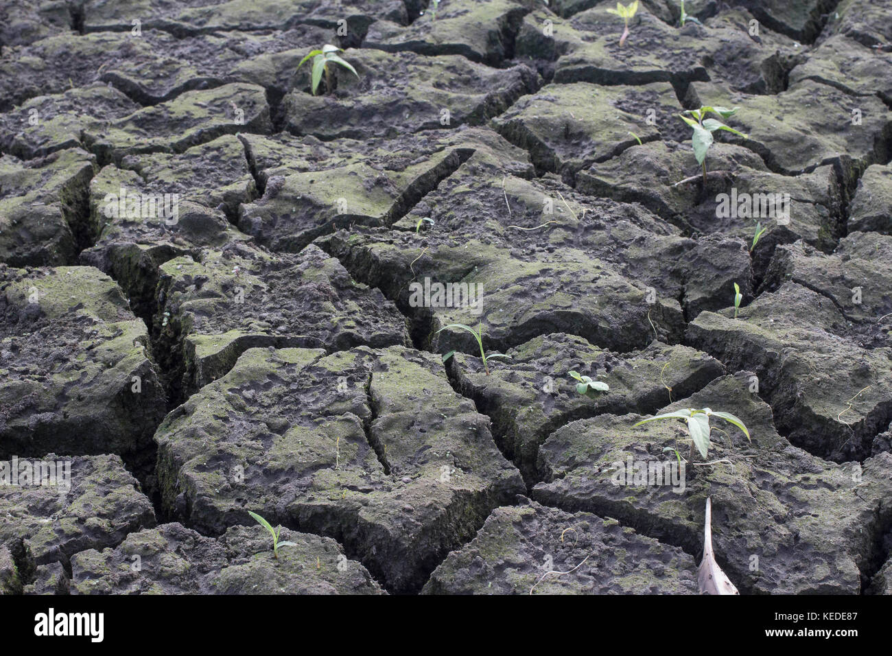 Dried up dirt from a drained wetland area Stock Photo - Alamy