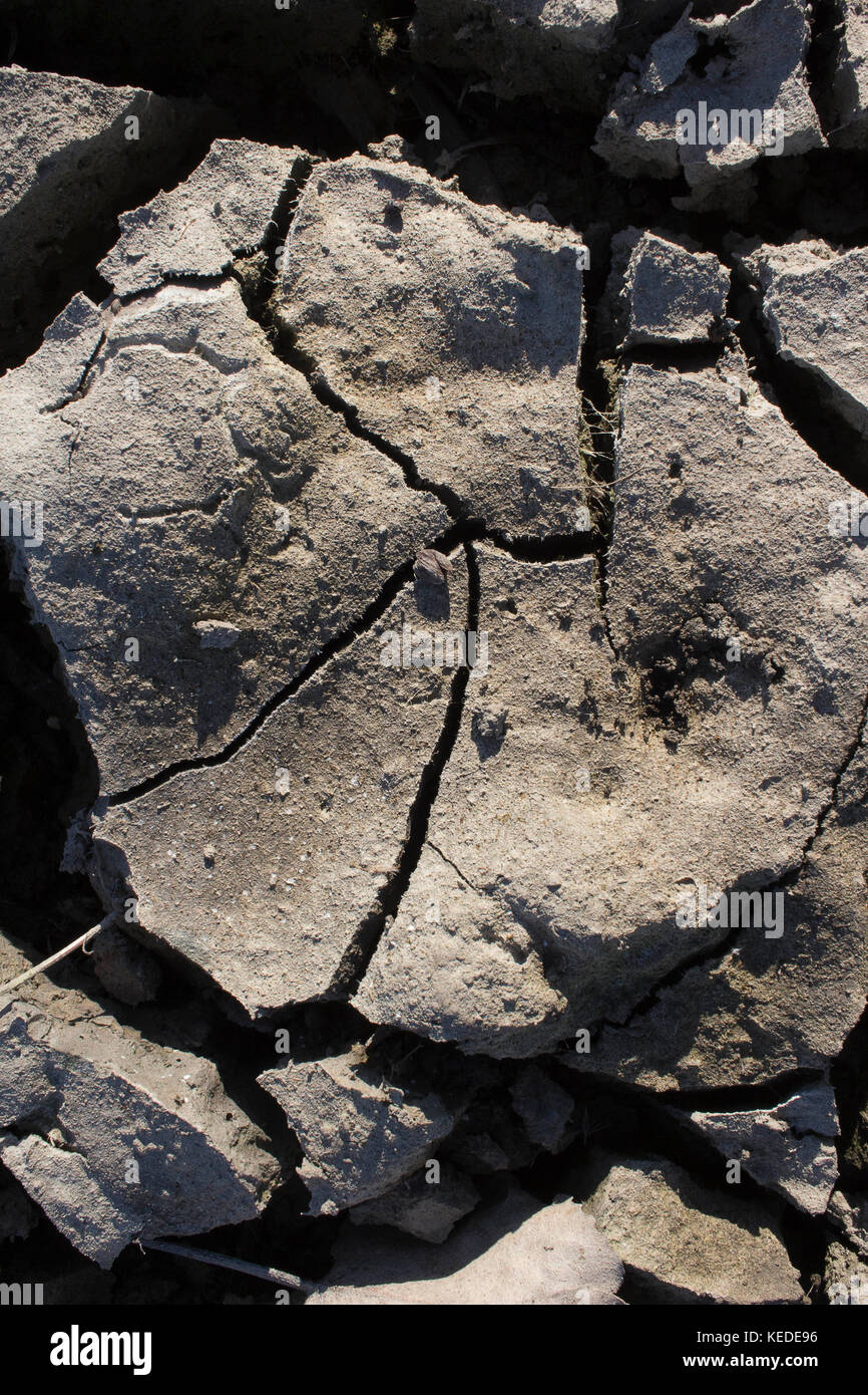 Dried up dirt from a drained wetland area Stock Photo - Alamy