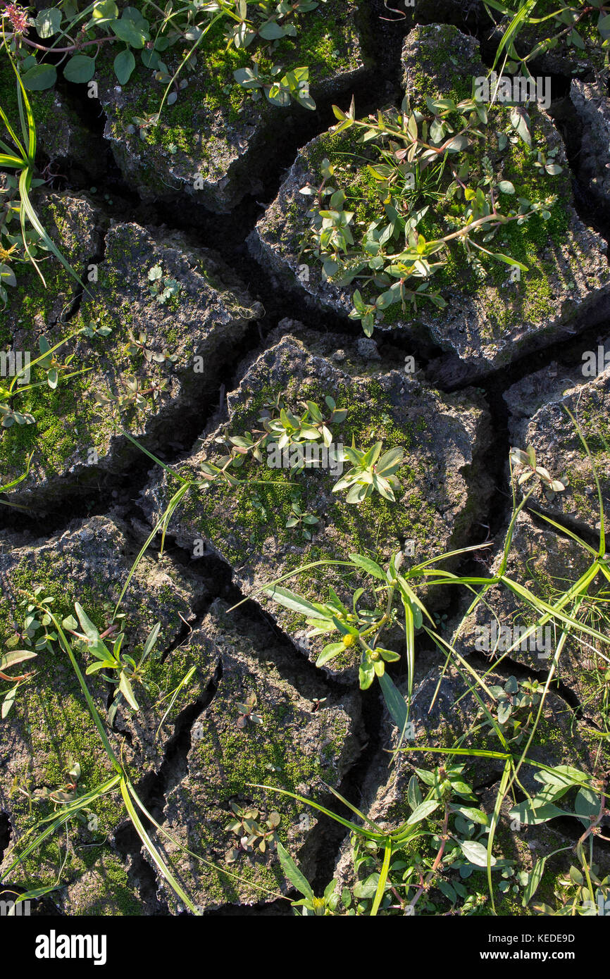 Dried up dirt from a drained wetland area Stock Photo - Alamy
