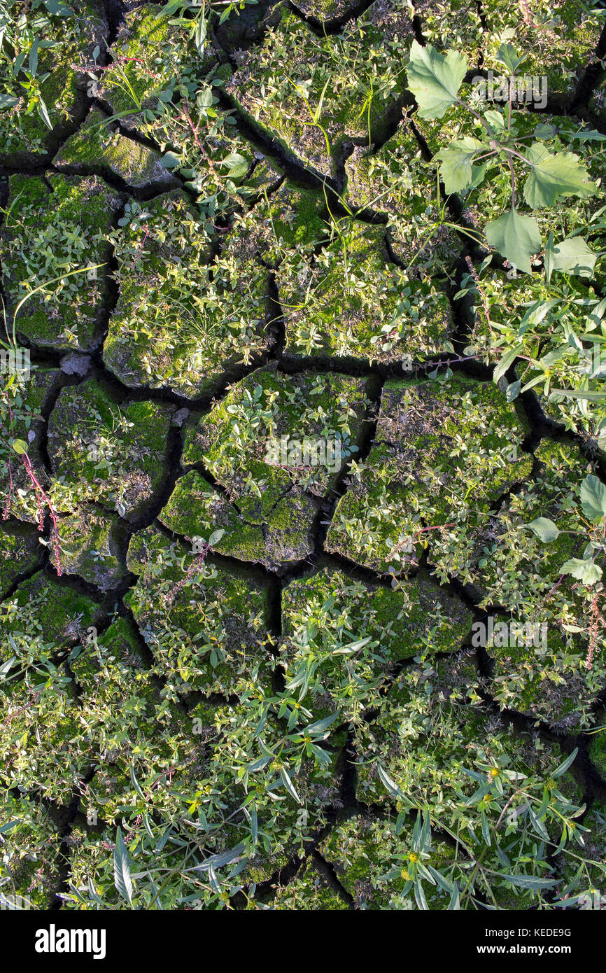 Dried up dirt from a drained wetland area Stock Photo - Alamy