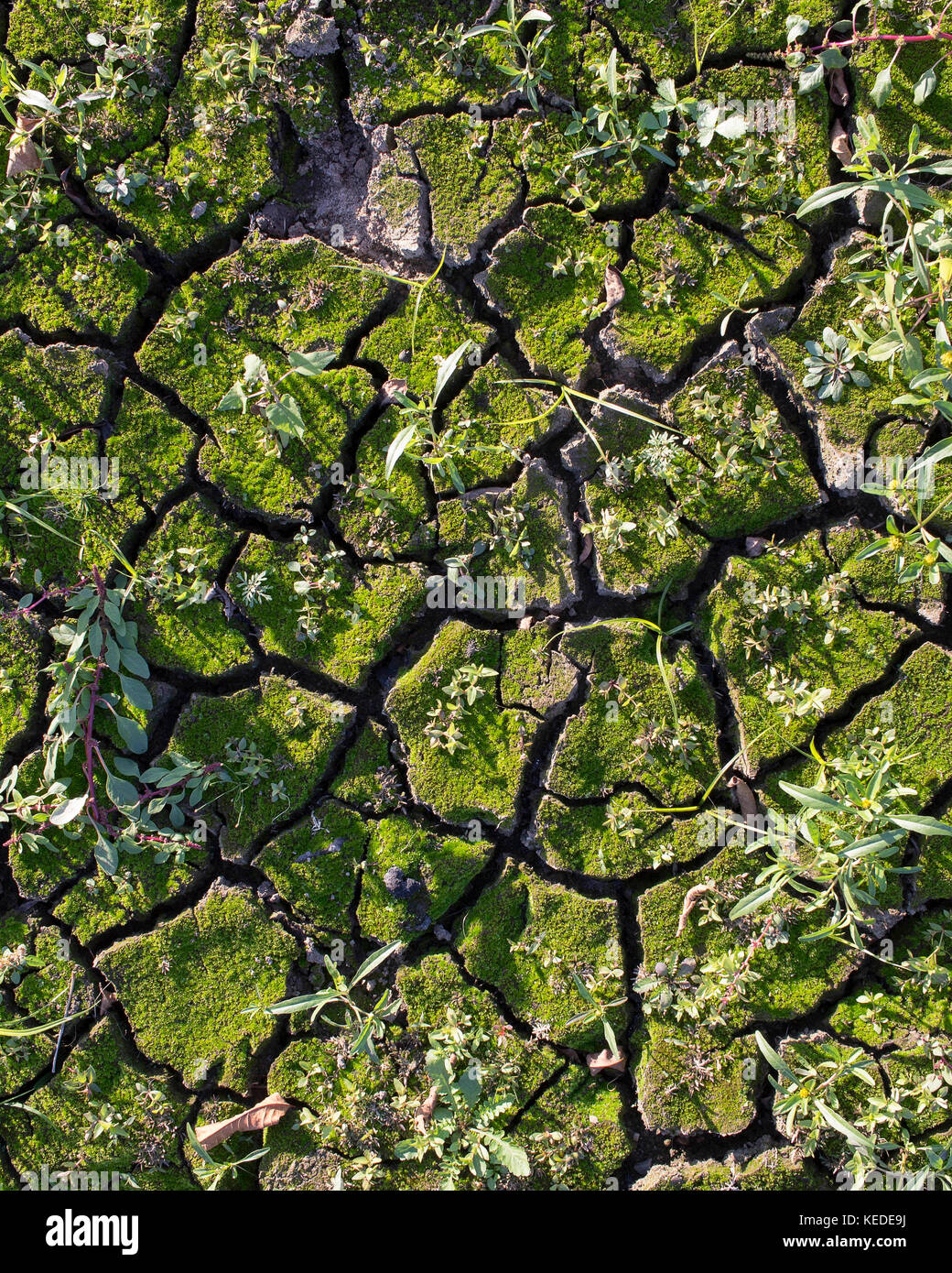 Dried up dirt from a drained wetland area Stock Photo - Alamy