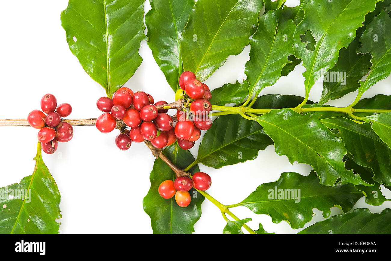 Ripe Coffee Cherry High Resolution Stock Photography and Images - Alamy