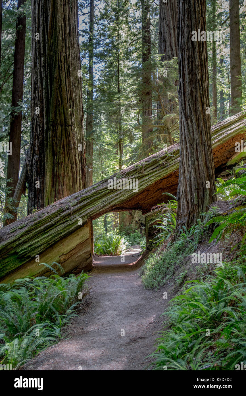 Tunnel on Trail Through Fallen Redwood Tree in forest Stock Photo - Alamy
