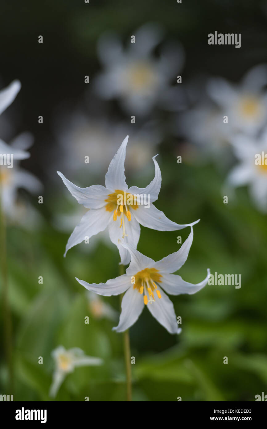 Avalanche lilies hi-res stock photography and images - Alamy