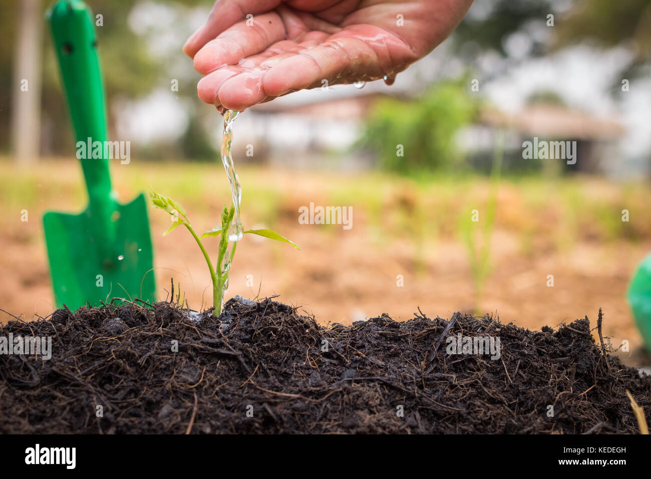 Man's hand watering a young plant Stock Photo - Alamy