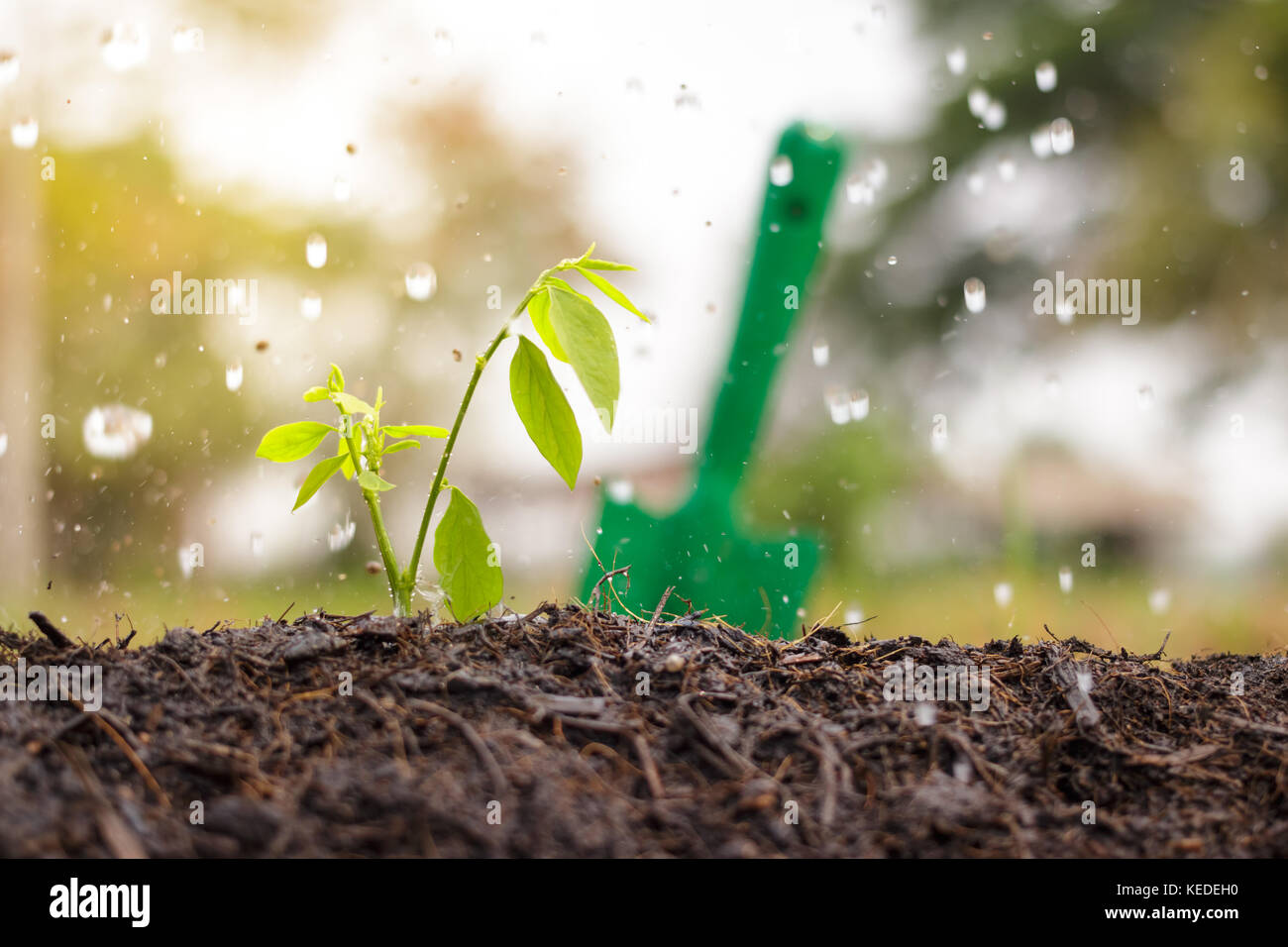 Growth, Plant, Rain Stock Photo - Alamy