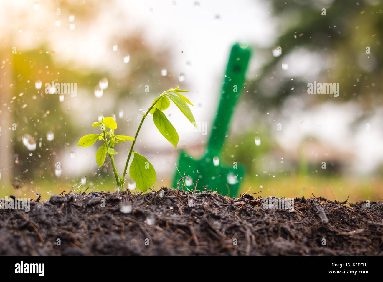 Growth, Plant, Rain Stock Photo - Alamy