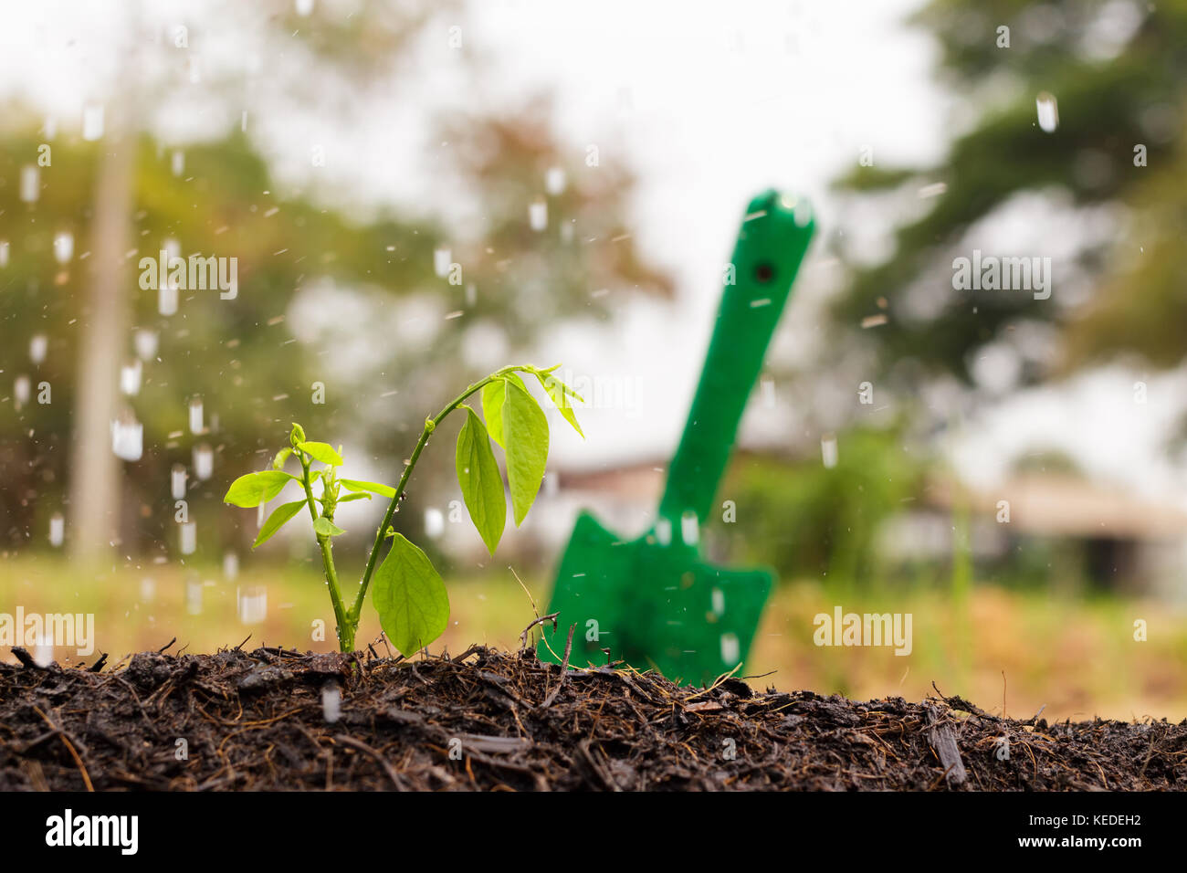 Growth, Plant, Rain Stock Photo - Alamy
