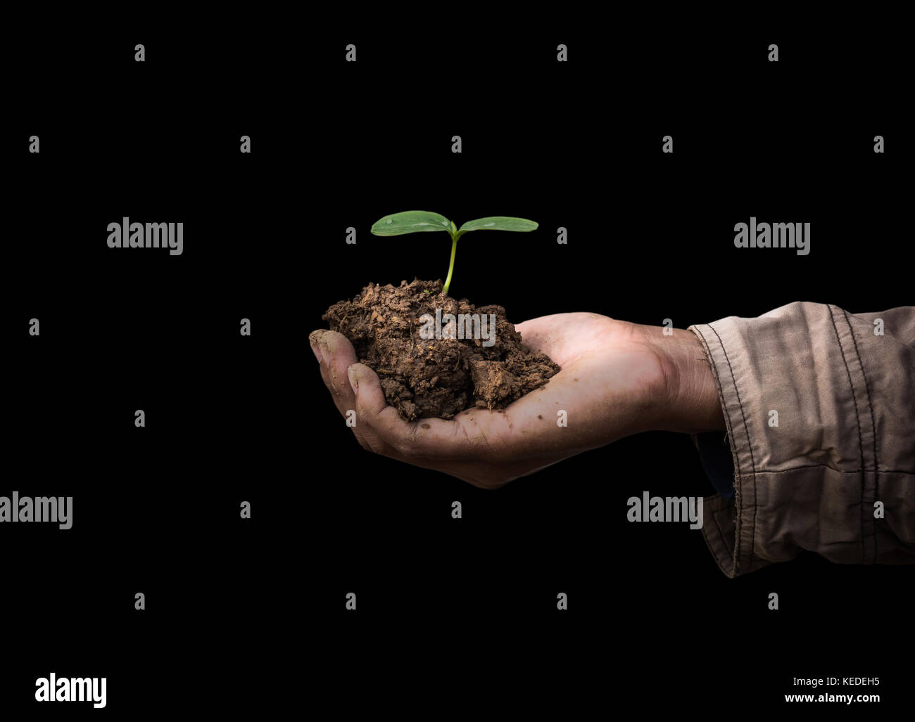 Hands holding sapling in soil on black background Stock Photo - Alamy