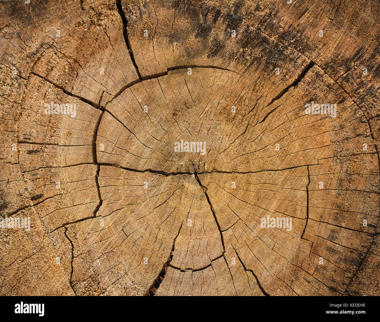 Slice of wood timber natural background Stock Photo - Alamy