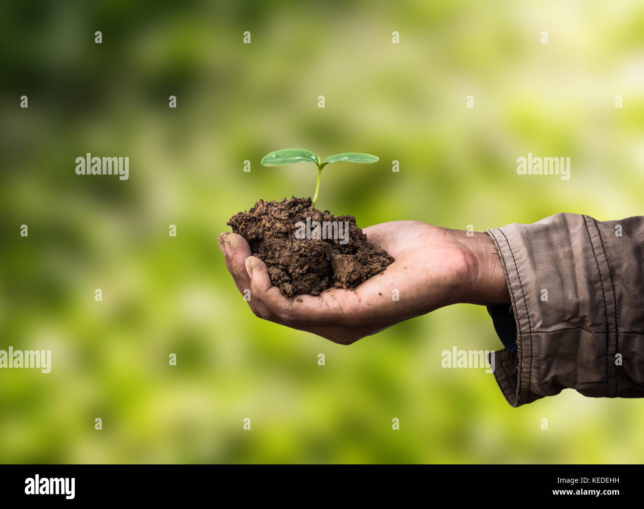 sapling in hand as of agriculture Stock Photo - Alamy