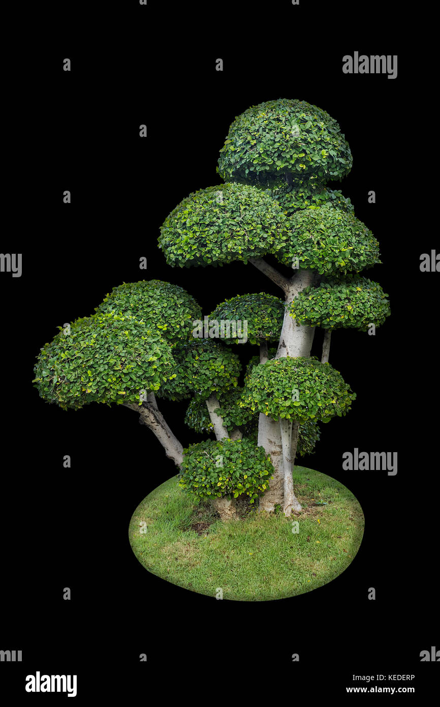 Tree isolated black background Stock Photo - Alamy