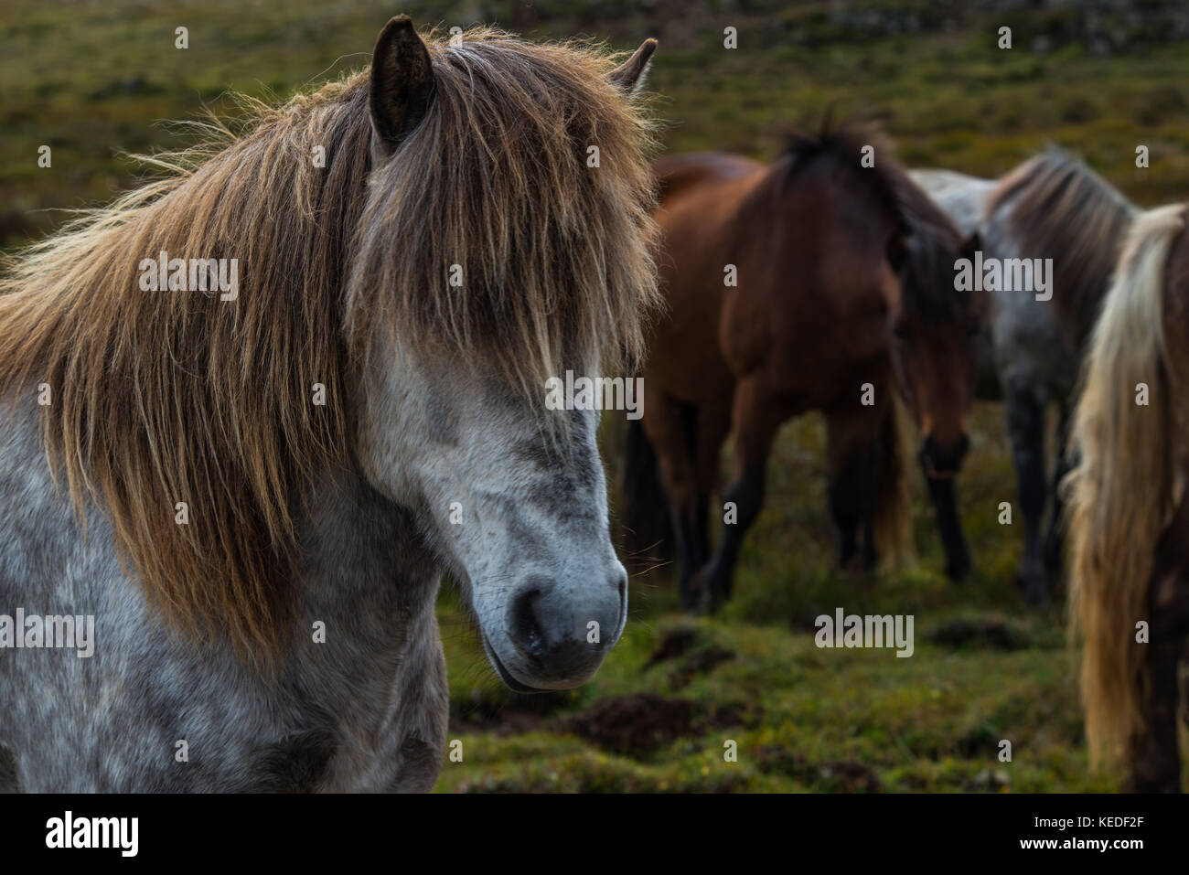 Icelandic horses at the farm field of Iceland countryside Stock Photo ...