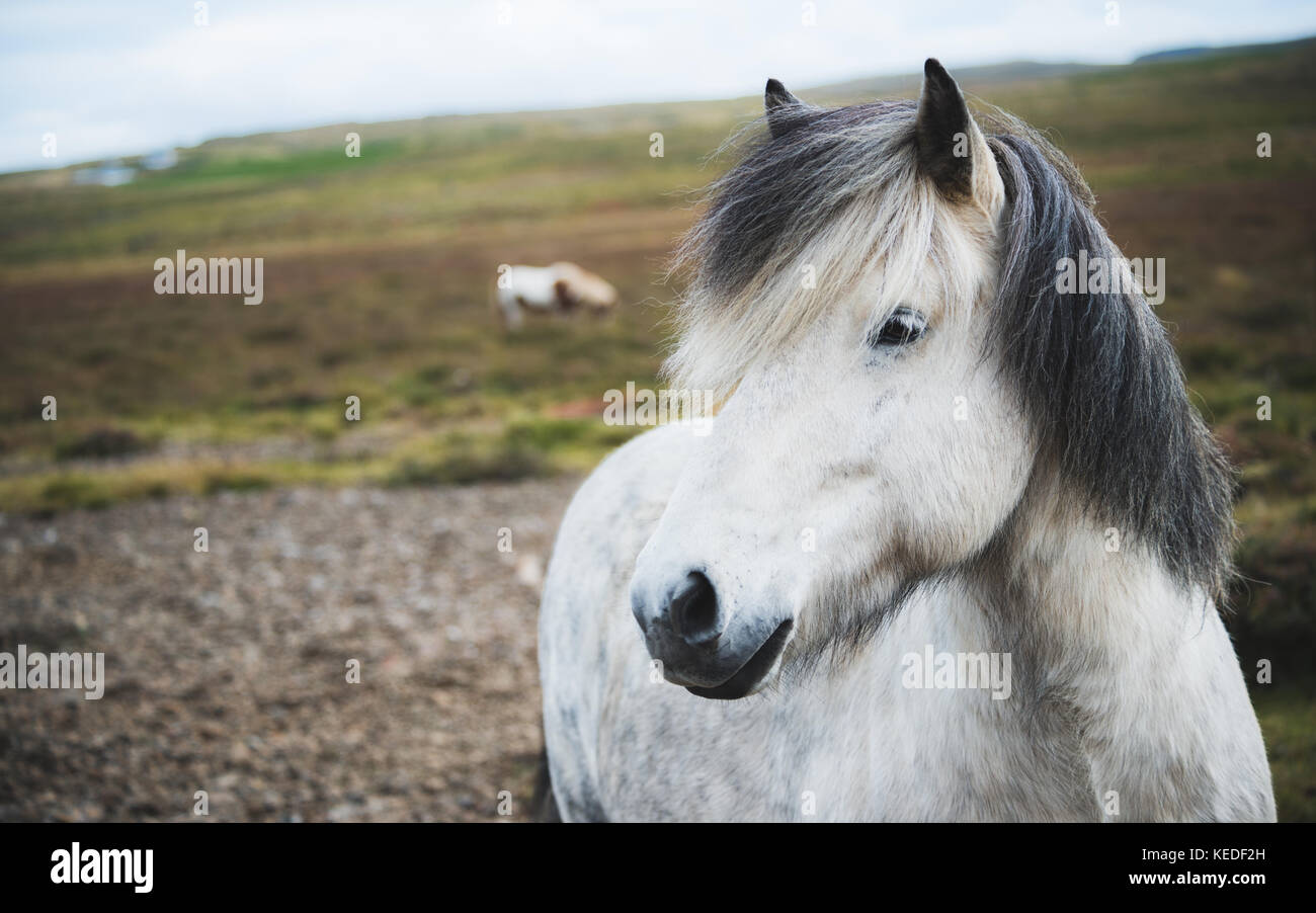 Icelandic horses at the farm field of Iceland countryside Stock Photo ...