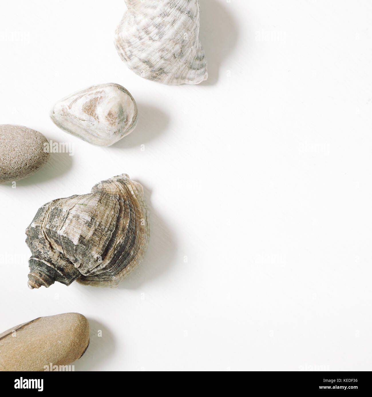sea conch shells and marine stone Isolated on white background. flat ...