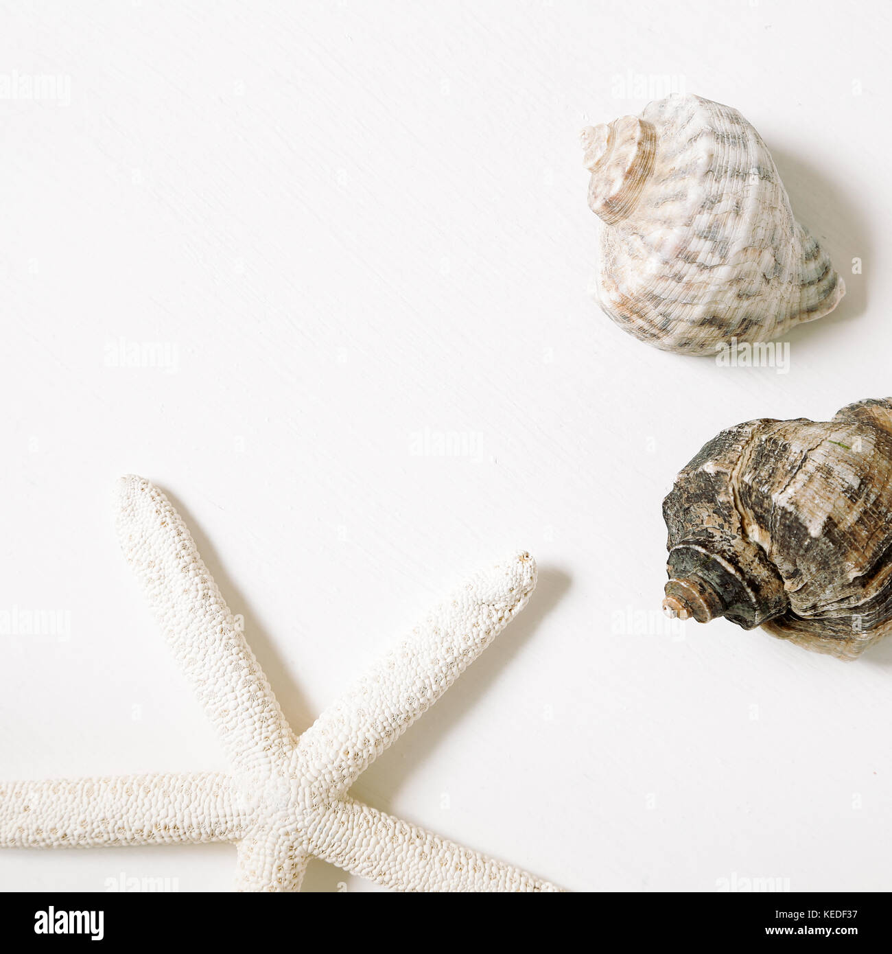 sea conch shells and starfish Isolated on white background. flat lay ...