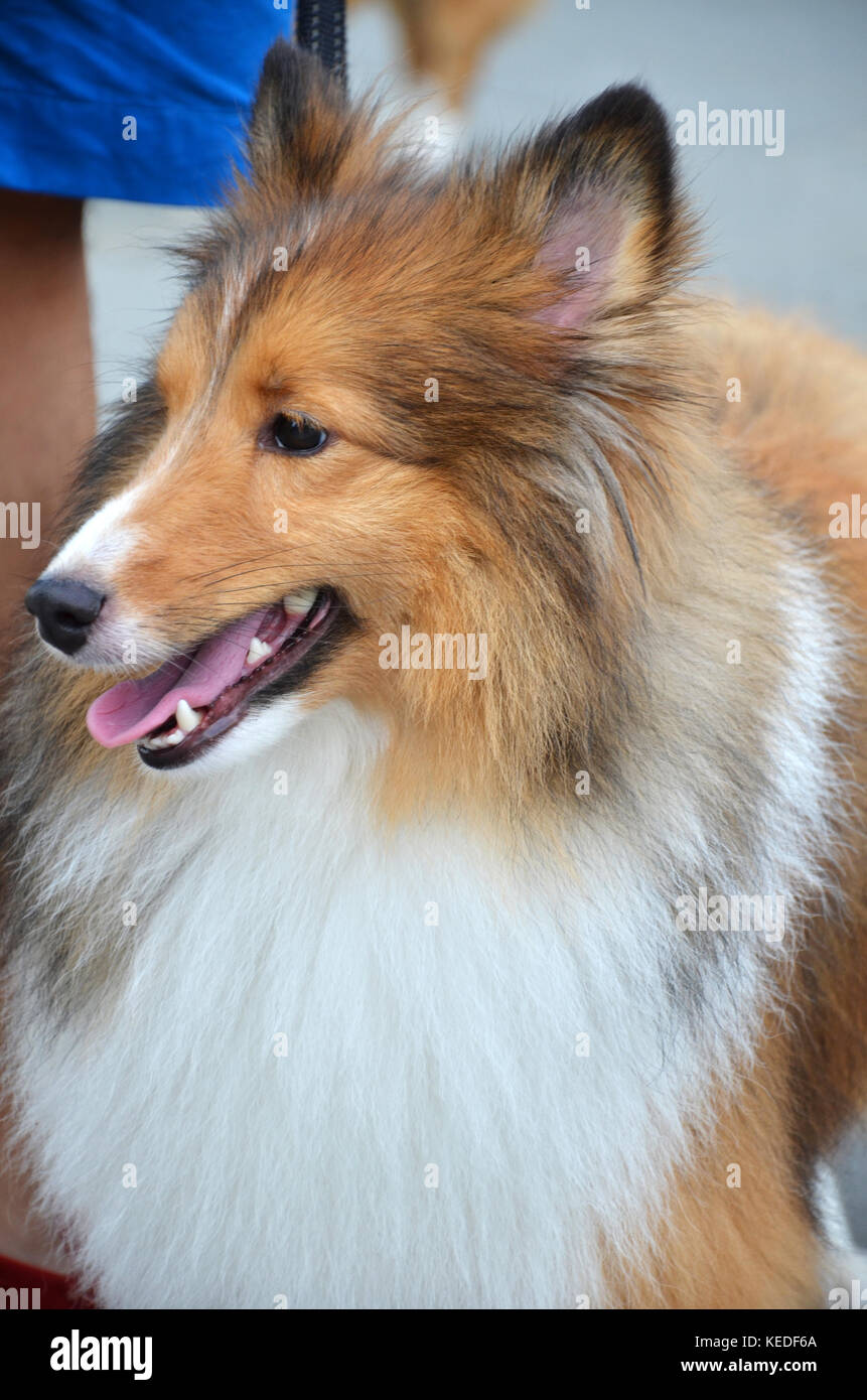 Close up photography of pretty collie dog Stock Photo - Alamy