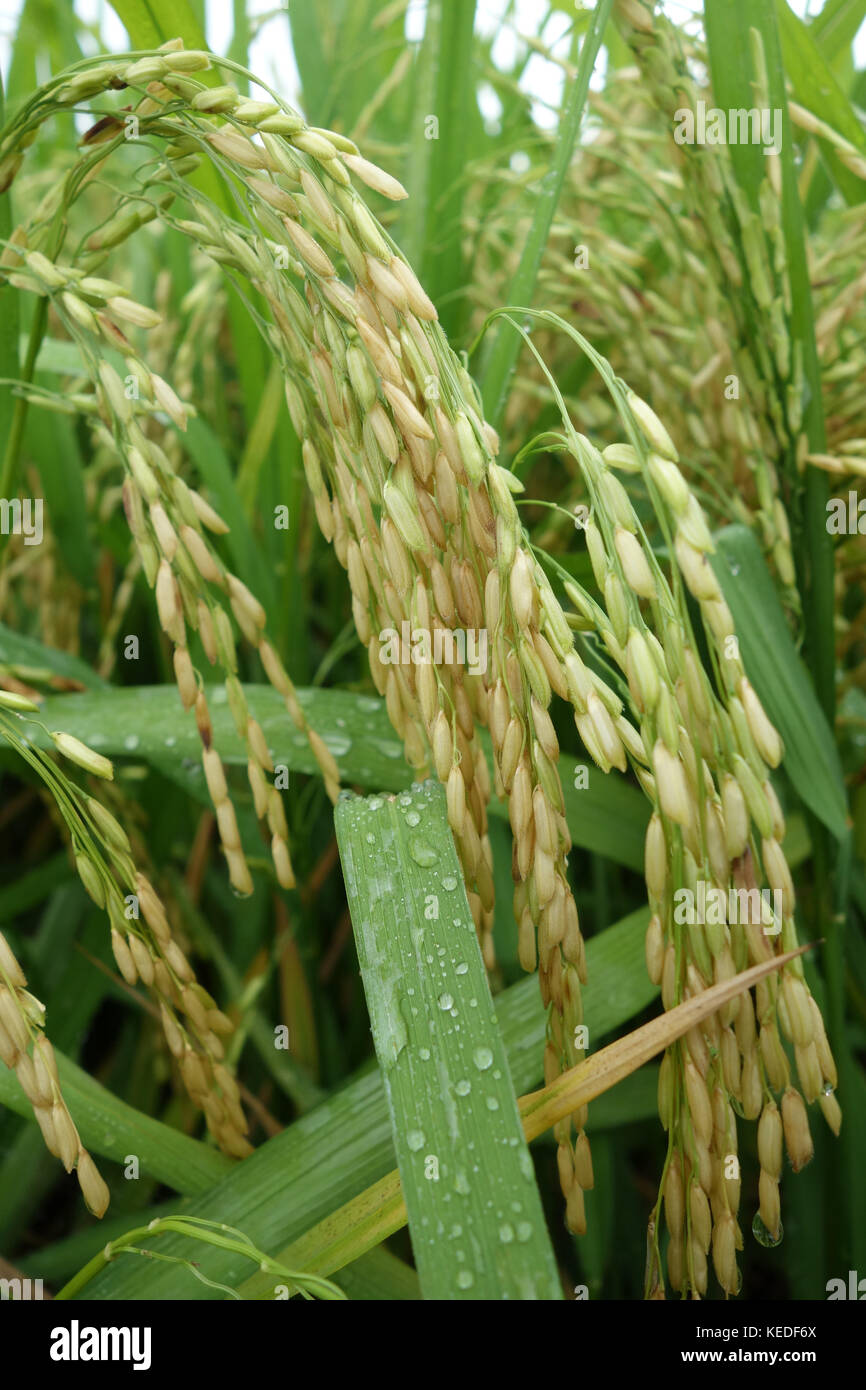 Close up of ripe rice in the paddy Stock Photo - Alamy