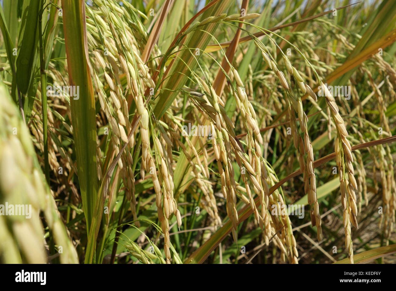 Ripe rice grains in Asia before harvest Stock Photo - Alamy