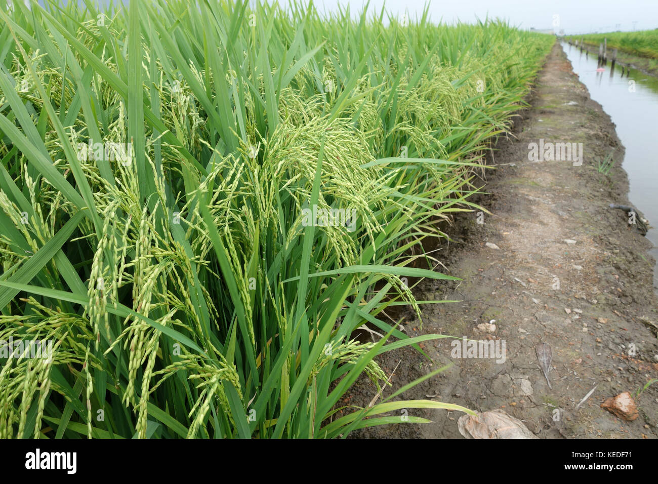 The ripe paddy field is ready for harvest Stock Photo - Alamy