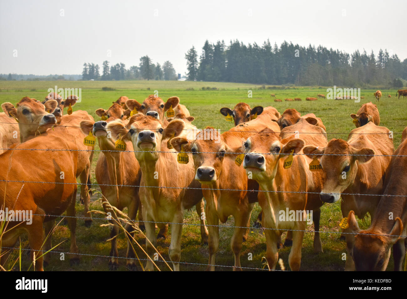 Cows lined up hi-res stock photography and images - Alamy