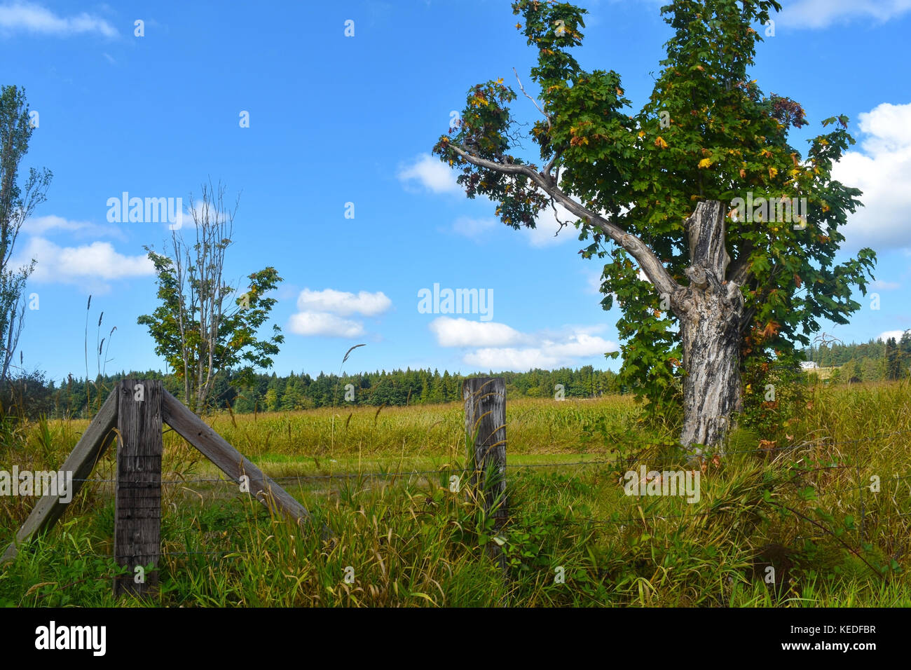 Surreal pastoral scene with tree and fence on a beautiful autumn day. A ...