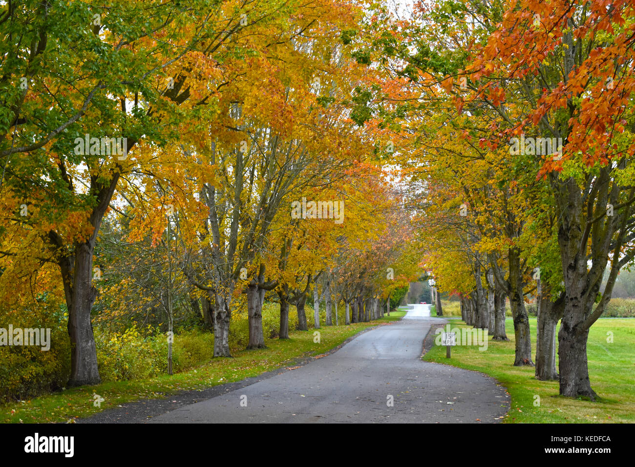 Beautiful and colorful fall trees line both sides of the road at ...