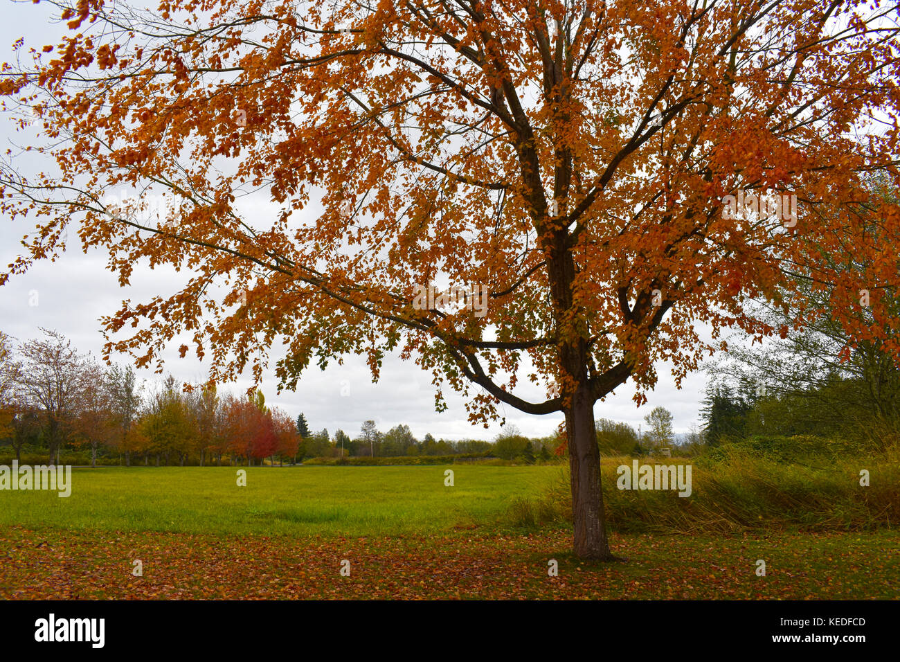 Beautiful fall tree with a surreal green field in the background. The ...