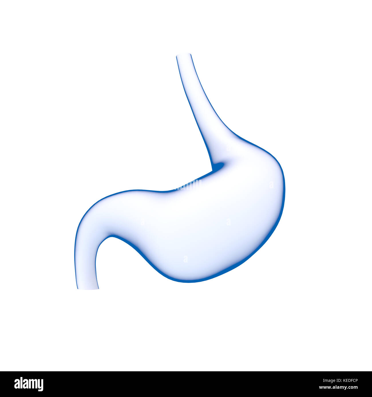 Gut health body Cut Out Stock Images & Pictures - Alamy