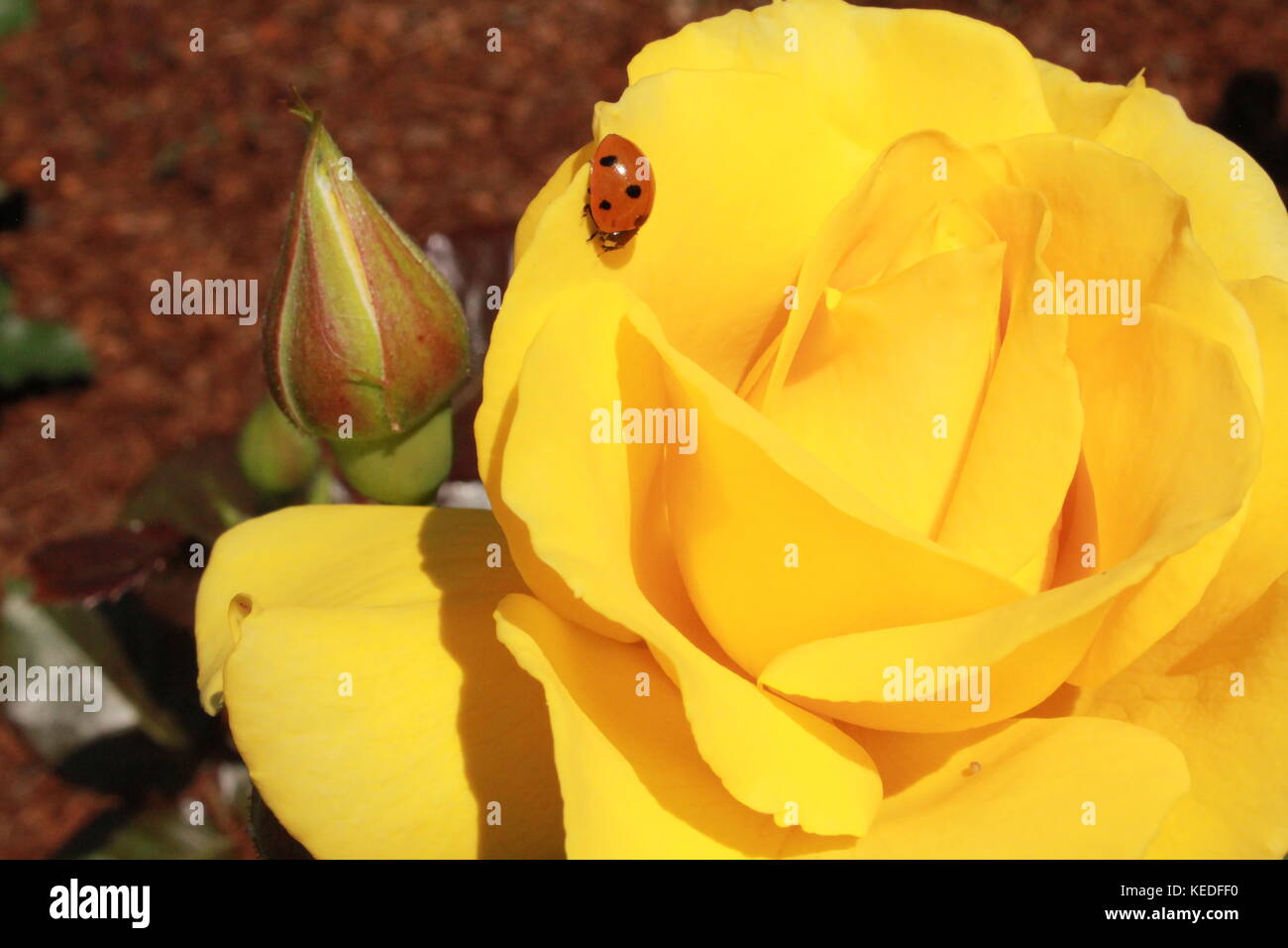 Lady bug hi-res stock photography and images - Alamy