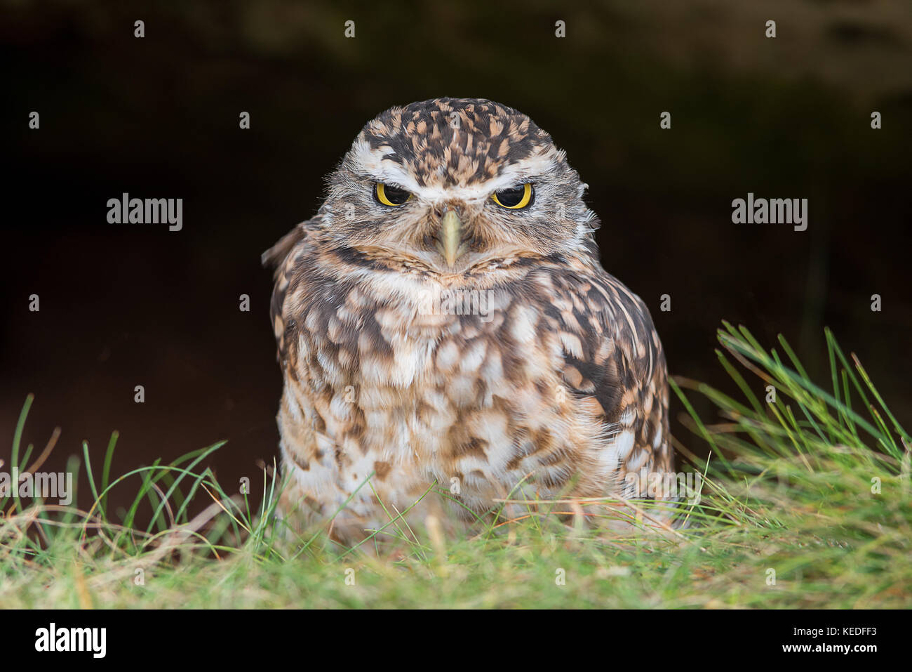 A close up photo of a small burrowing owl standing on the ground under ...