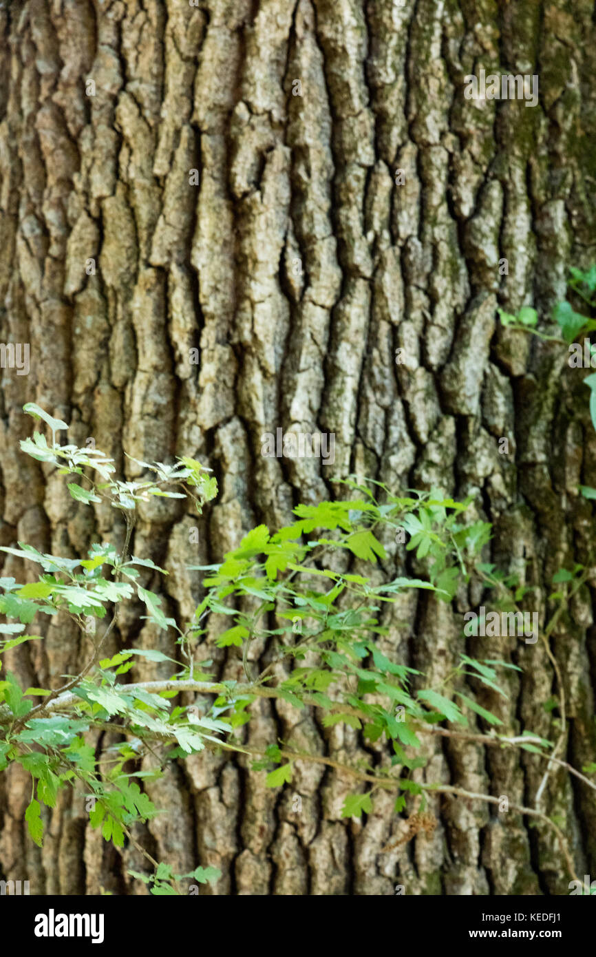 Leaves with backround of tree bark texture Stock Photo - Alamy