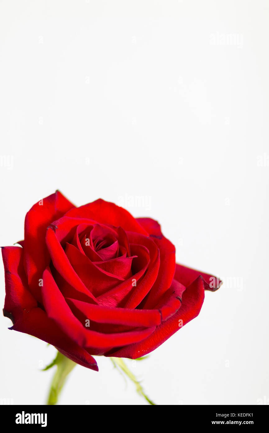 Red rose flower on a white background Stock Photo - Alamy