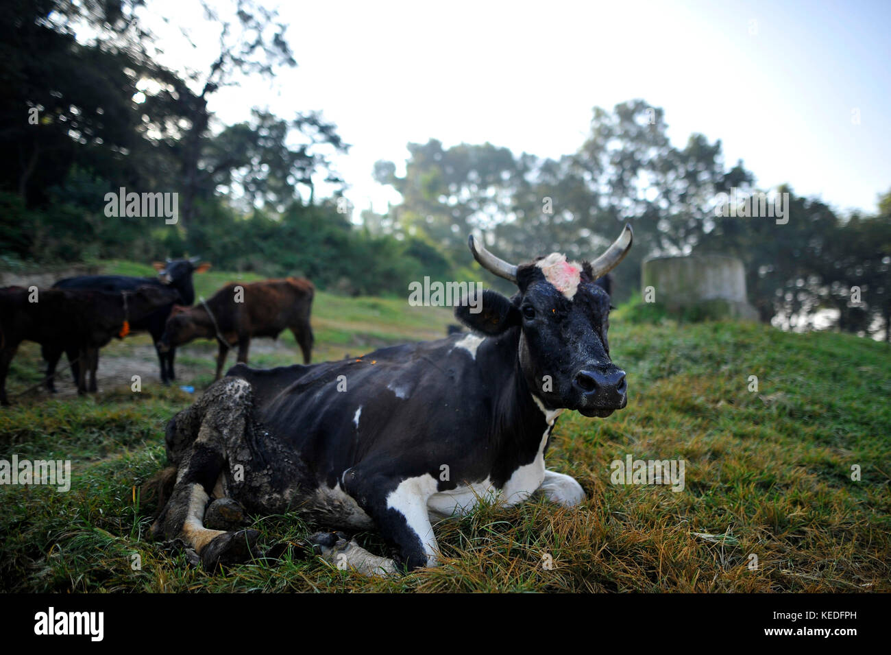 Kathmandu, Nepal. 19th Oct, 2017. A Cow taken out from cow hut to offer ...