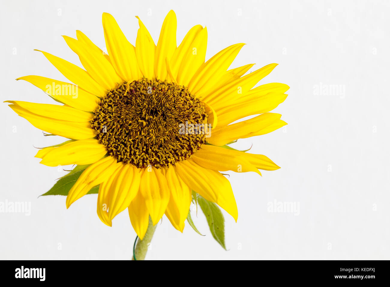 Sunflower on a white background in studio Stock Photo - Alamy