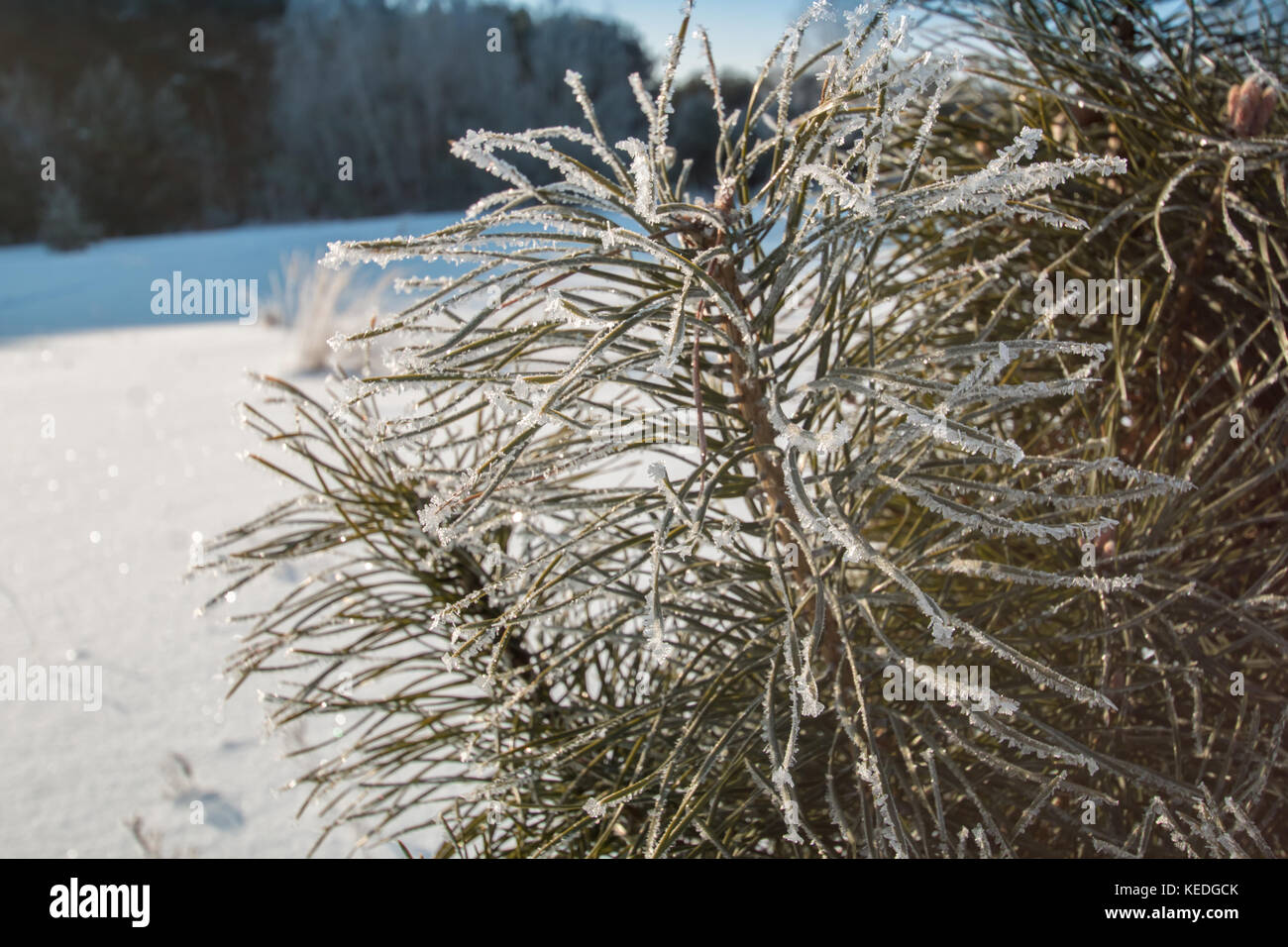 branches of Russian pine covered with shiny ice on the background of ...
