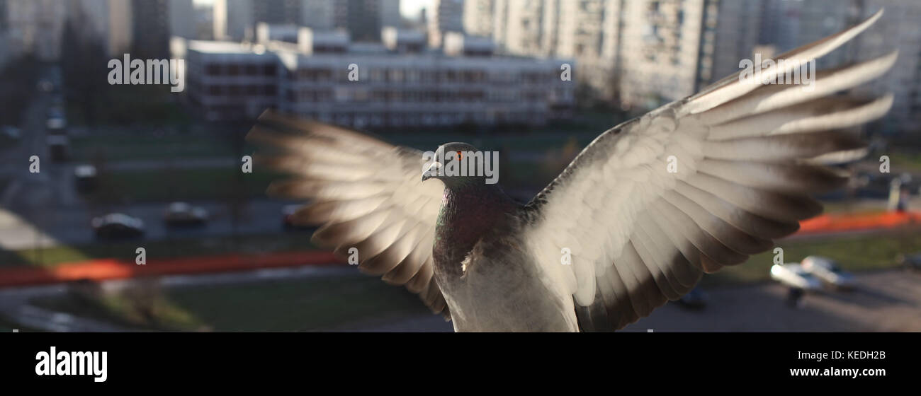 White dove with outspread wings in flight Stock Photo - Alamy