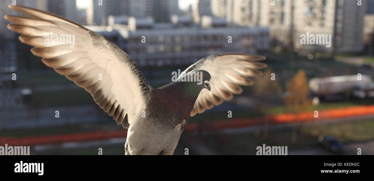 White dove with outspread wings in flight Stock Photo - Alamy