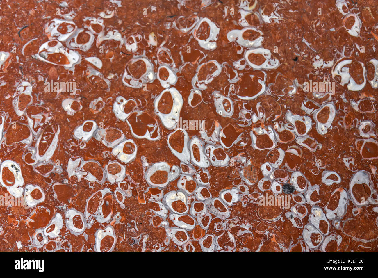 Fossil tiles hi-res stock photography and images - Alamy
