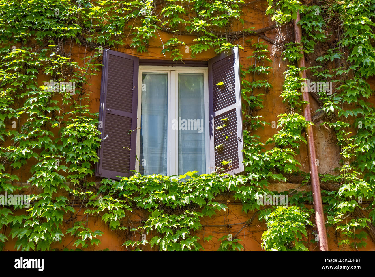 Window on the old building in Rome, covered by ivy Stock Photo - Alamy