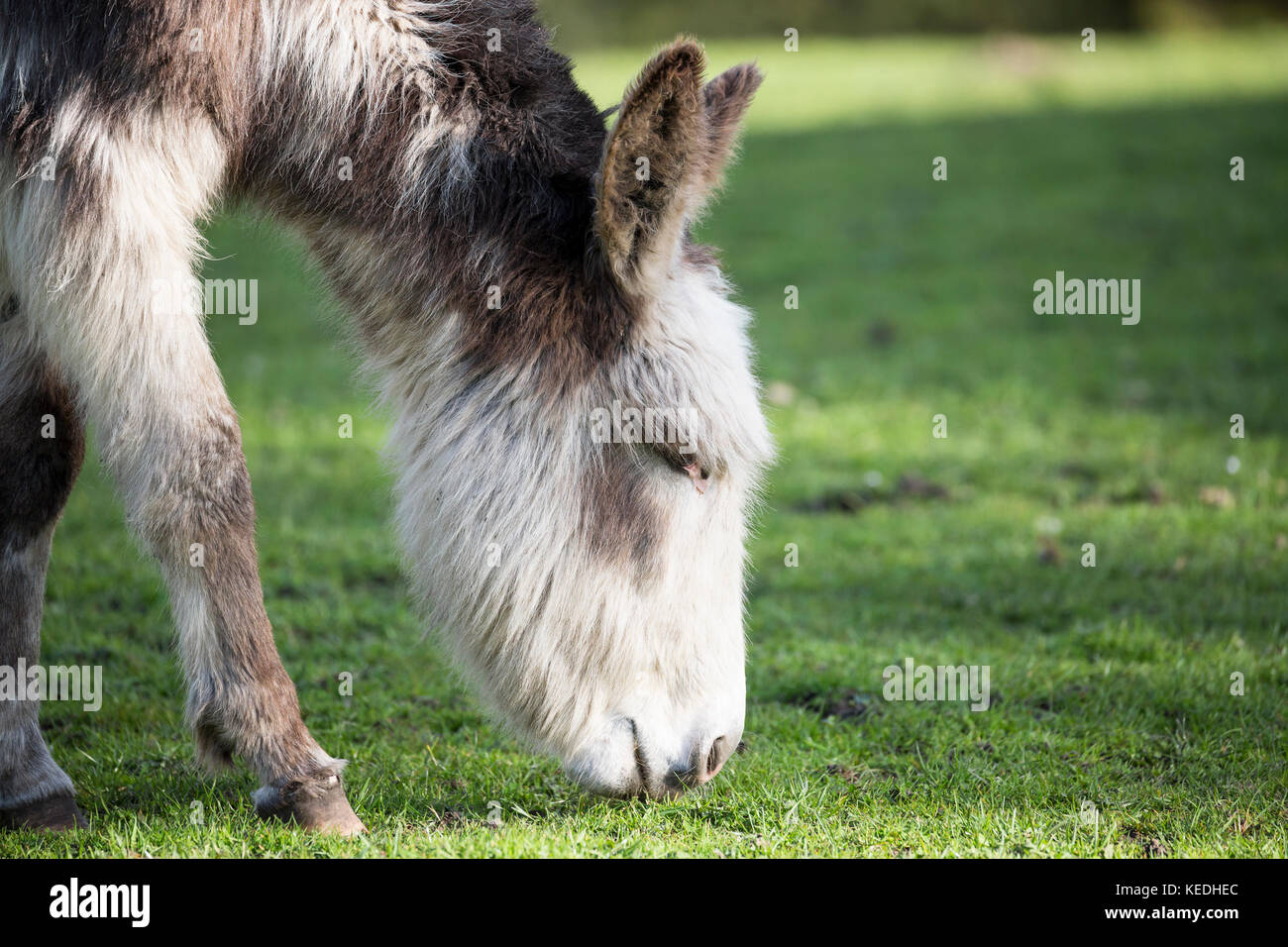 donkey grazing in field Stock Photo - Alamy
